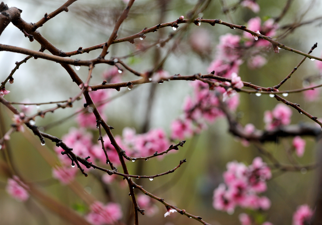 April Showers Bring May Flowers – Birdie Fortescue