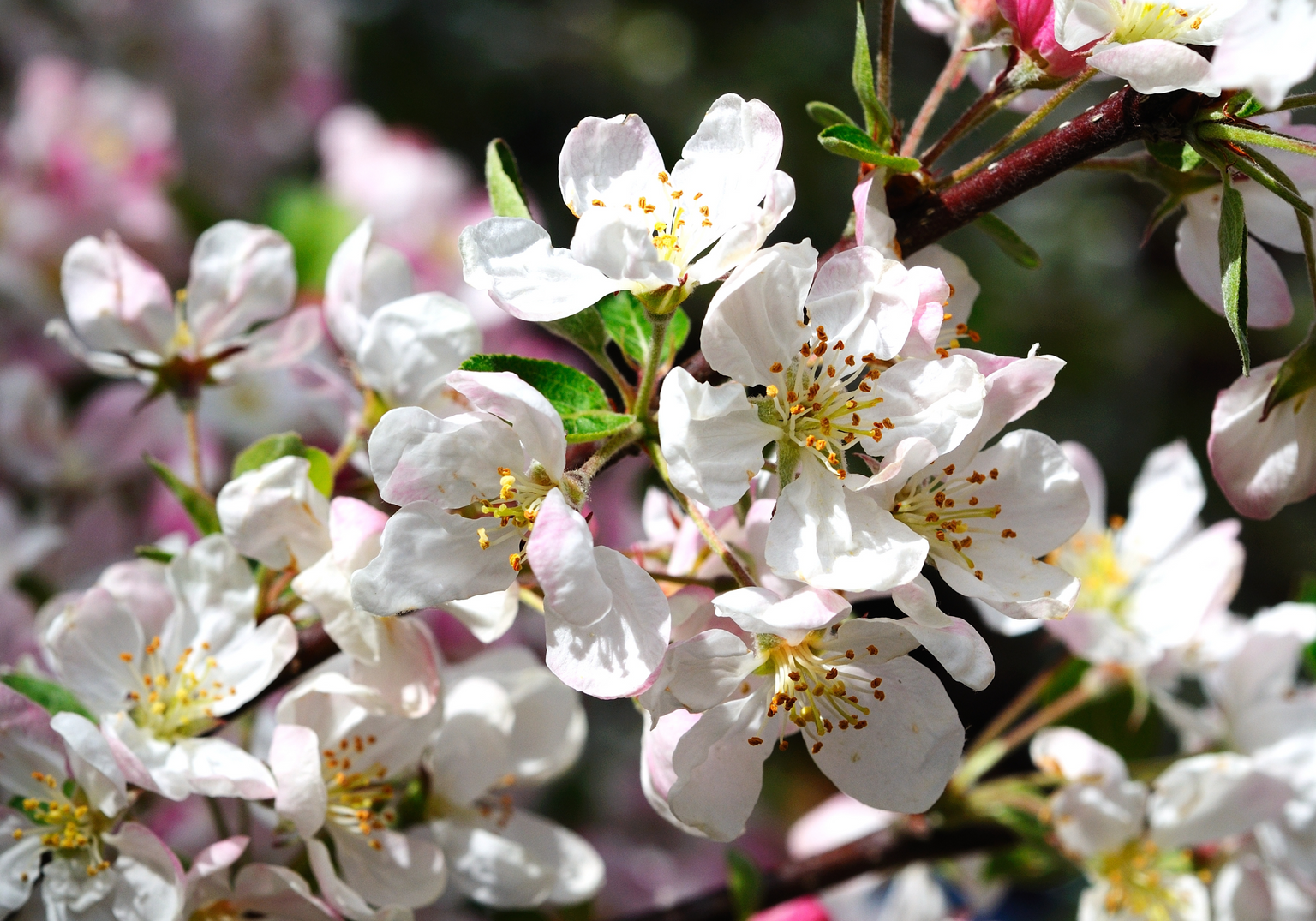 April Showers Bring May Flowers – Birdie Fortescue