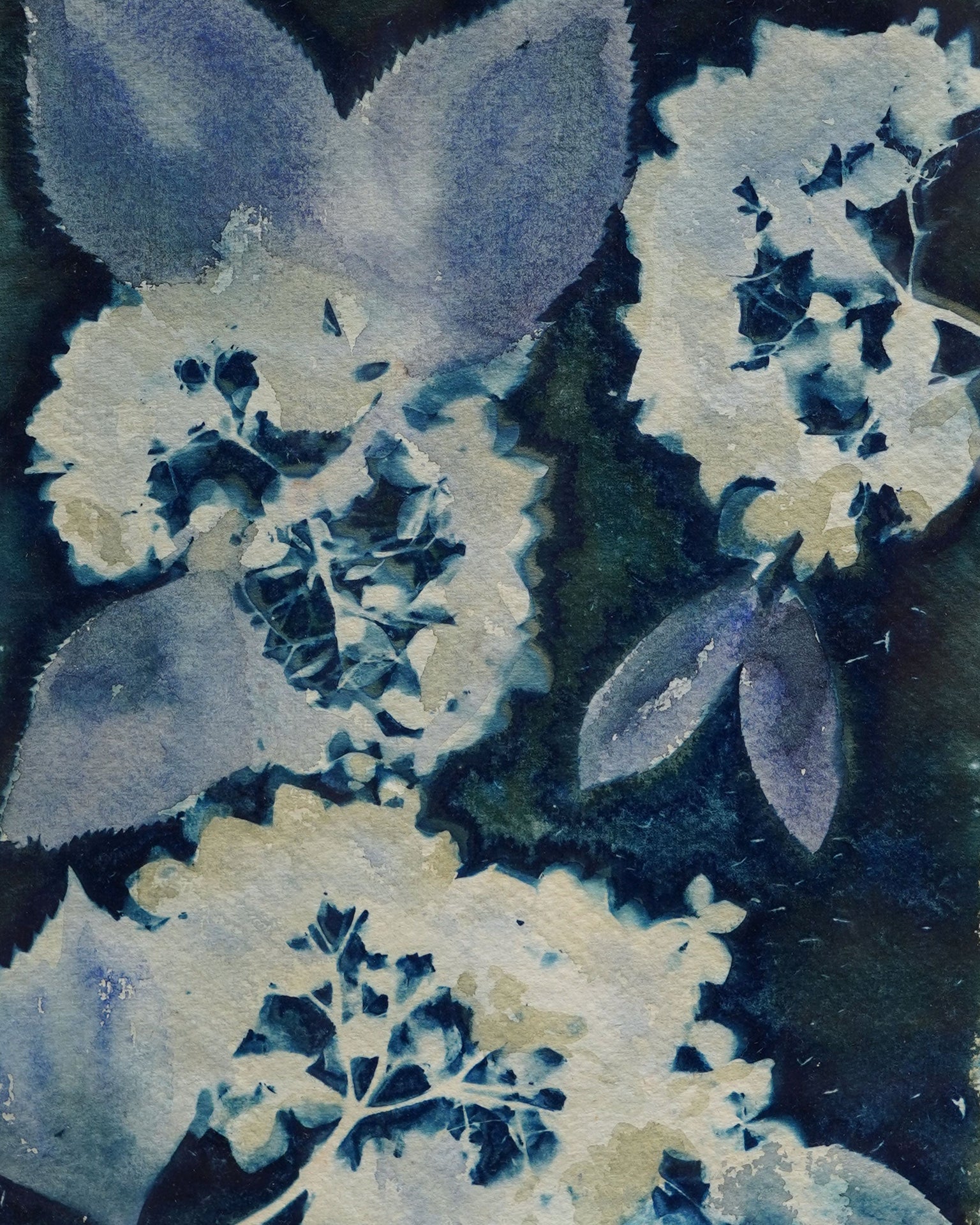 Kate Mullock - Hydrangea 1 – Birdie Fortescue