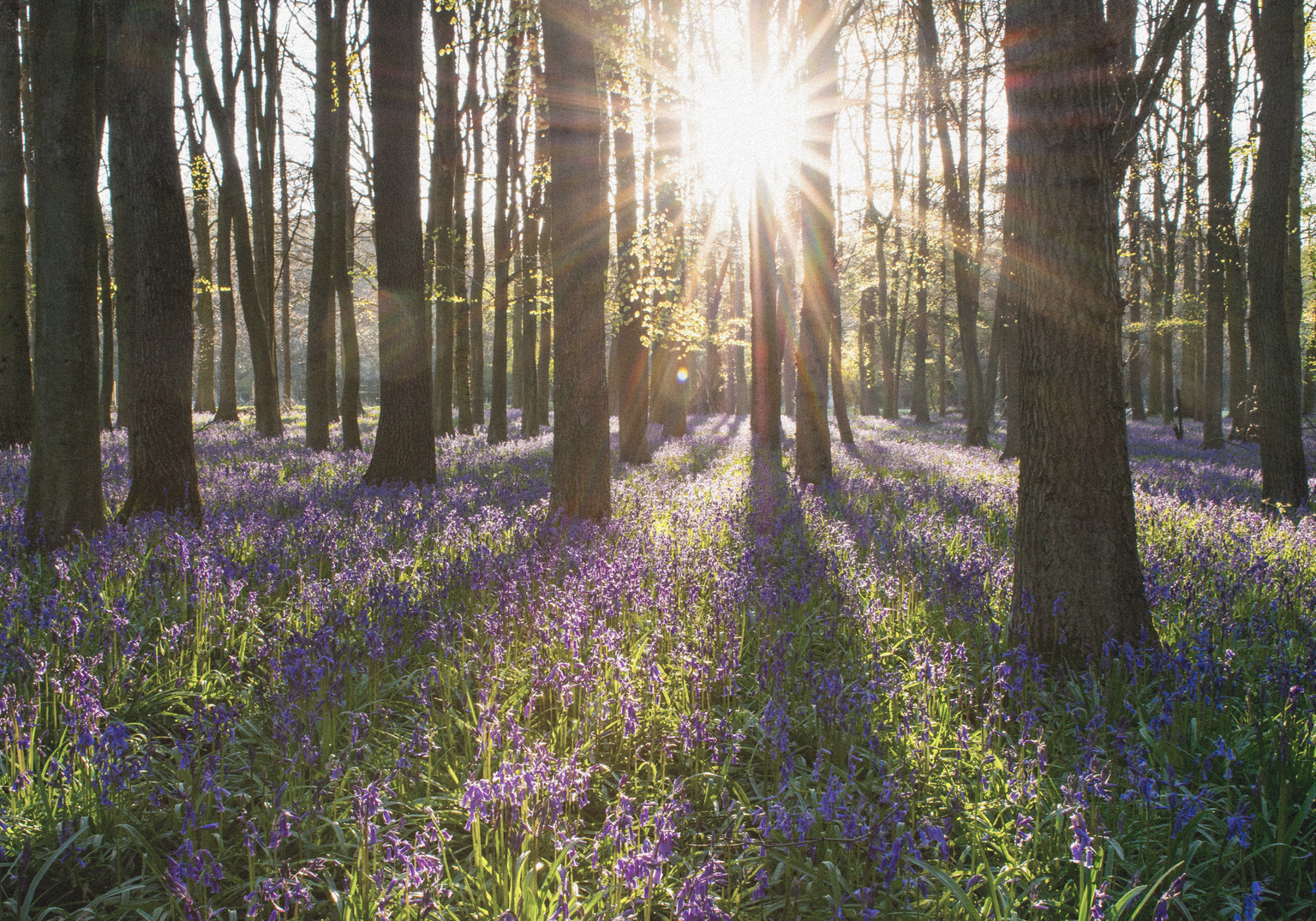 April Showers Bring May Flowers – Birdie Fortescue